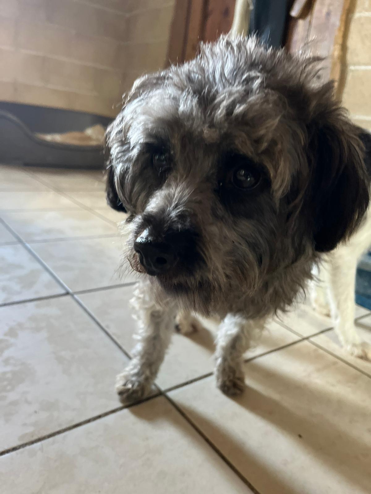 Bob – lahuelladewonder