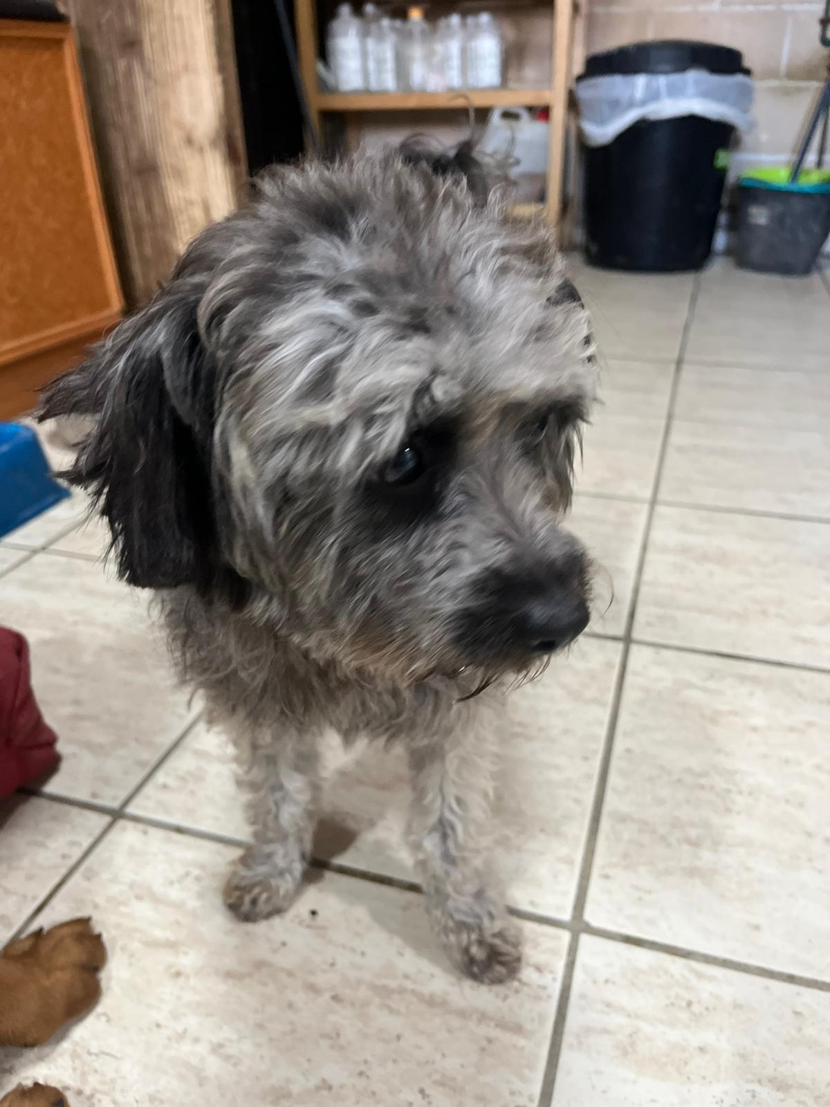 Bob – lahuelladewonder