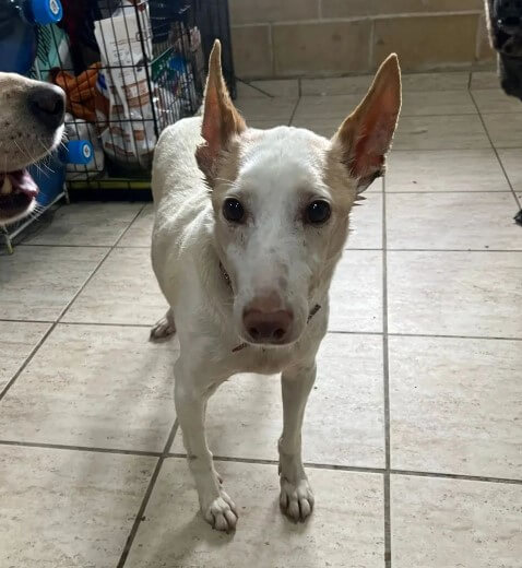 Coski – lahuelladewonder