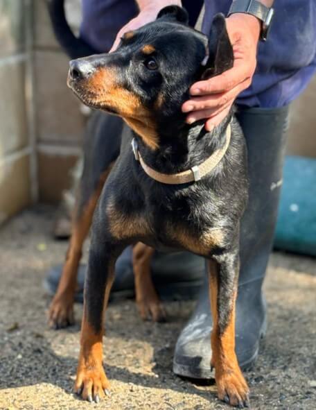 Tritón – lahuelladewonder