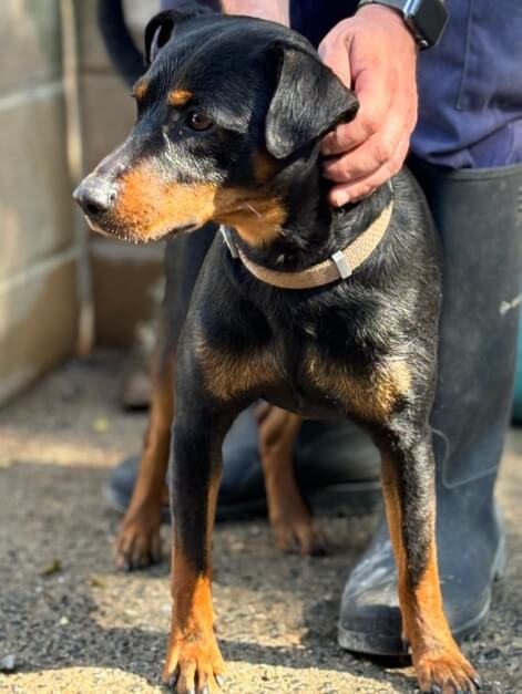 Tritón – lahuelladewonder